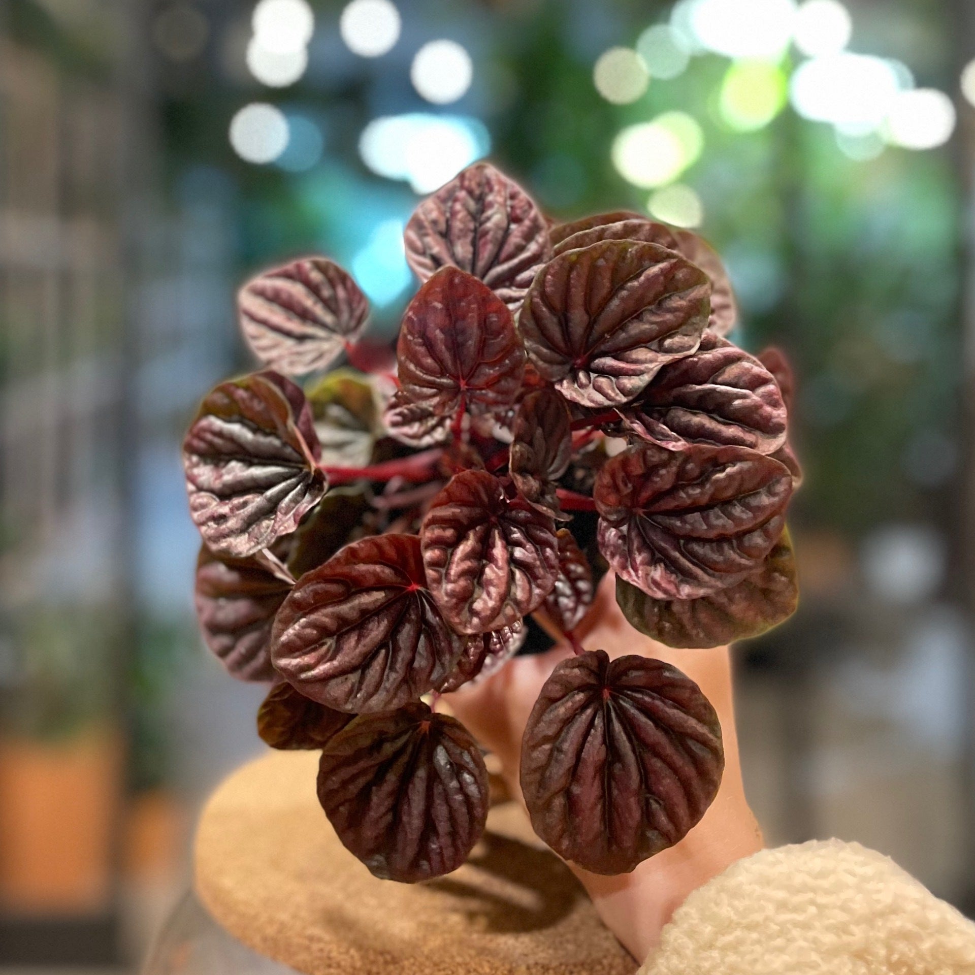 Peperomia Red Luna 4" | spotted leaf plant company