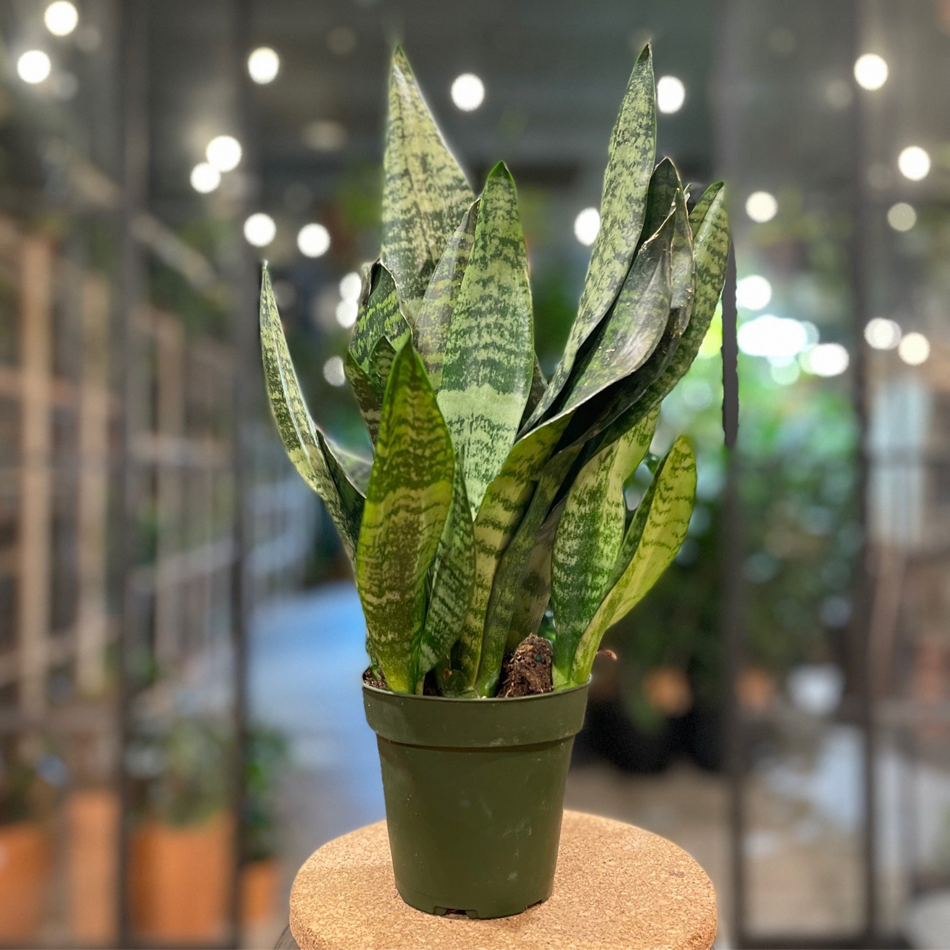 Sanseveria Zeylanica Superba (Green Curly Snake) 4" | spotted leaf ...
