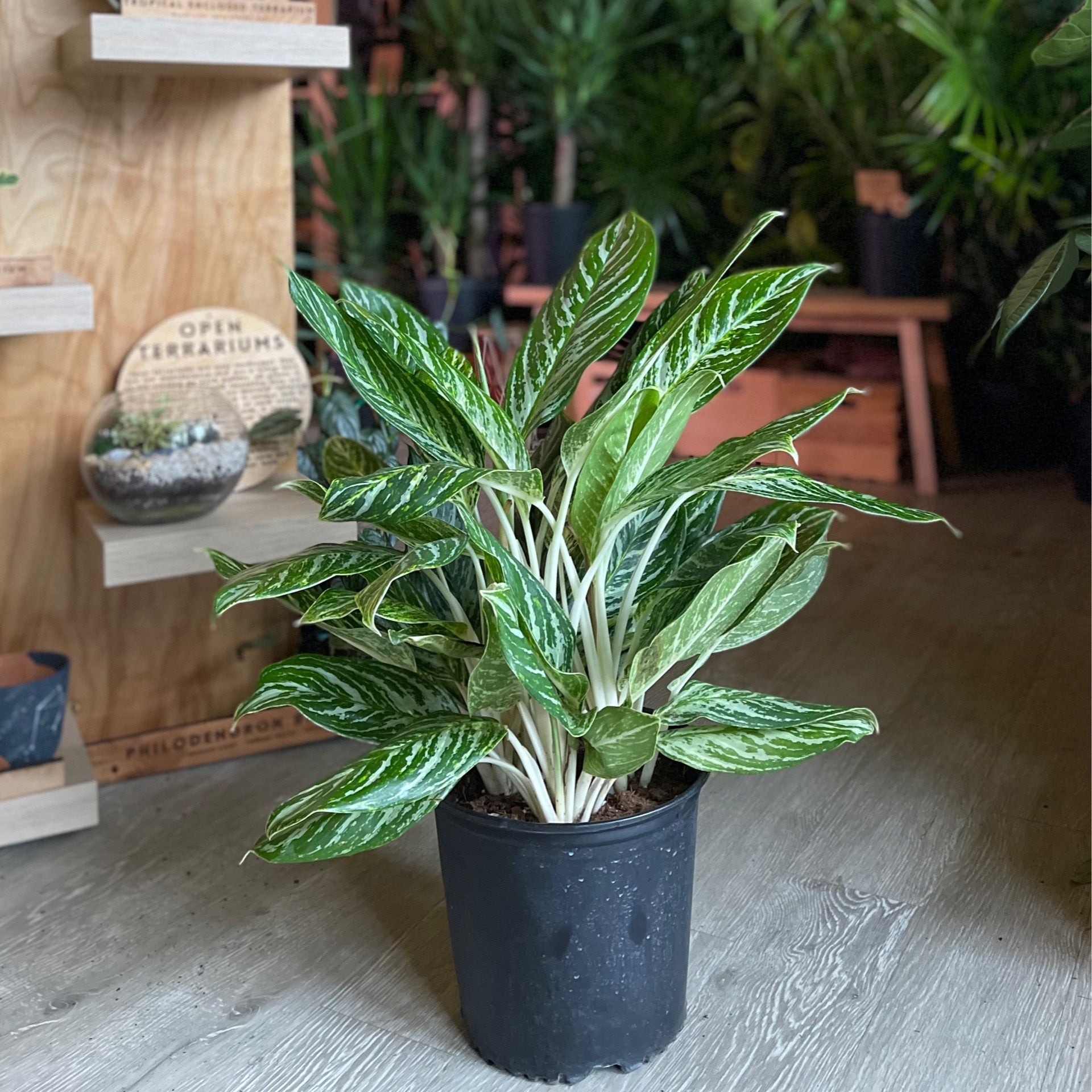 Aglaonema Golden Madonna 10" | spotted leaf plant company