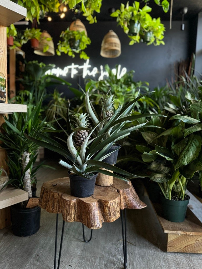 Pineapple Bromeliad 6” | spotted leaf plant company