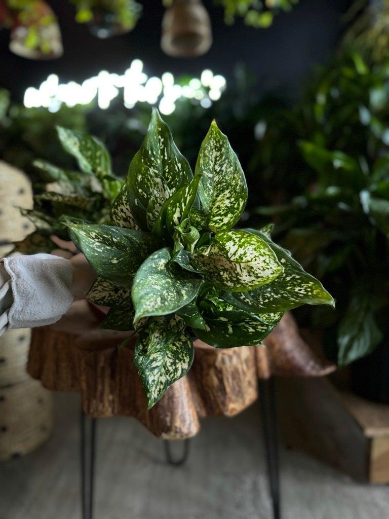 Aglaonema Pink Princess 6" | spotted leaf plant company